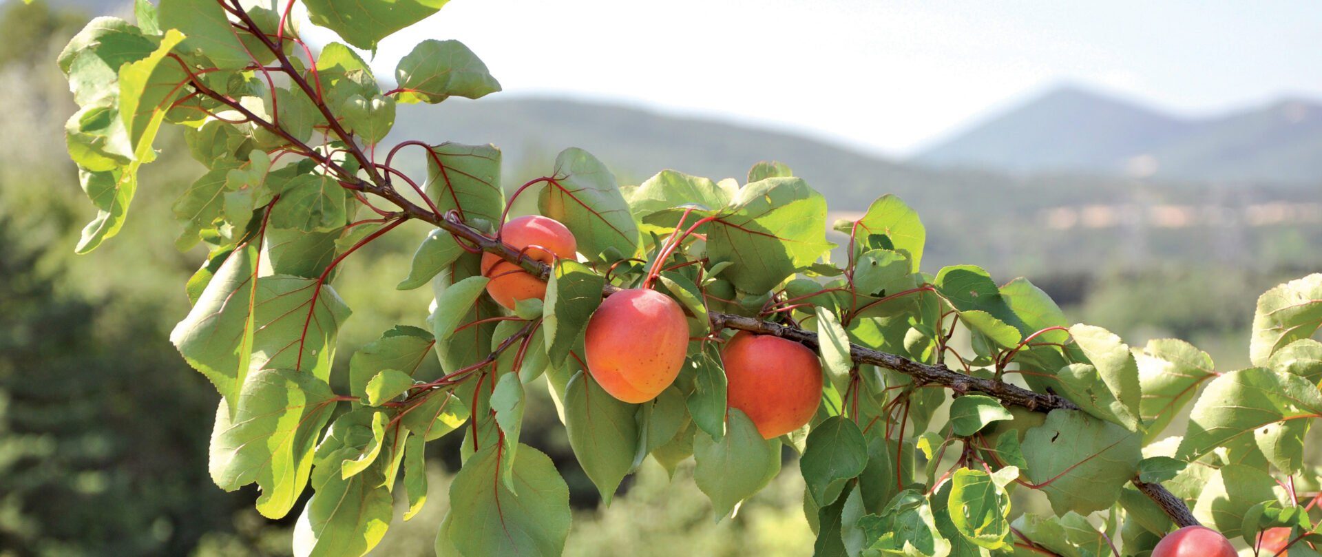 Abricot : Choisir, conserver, signes de qualité et d’origine - Interfel ...