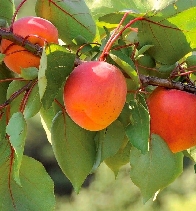 Bien cuisiner un abricot : Préparation, cuisson, assortiments et ...