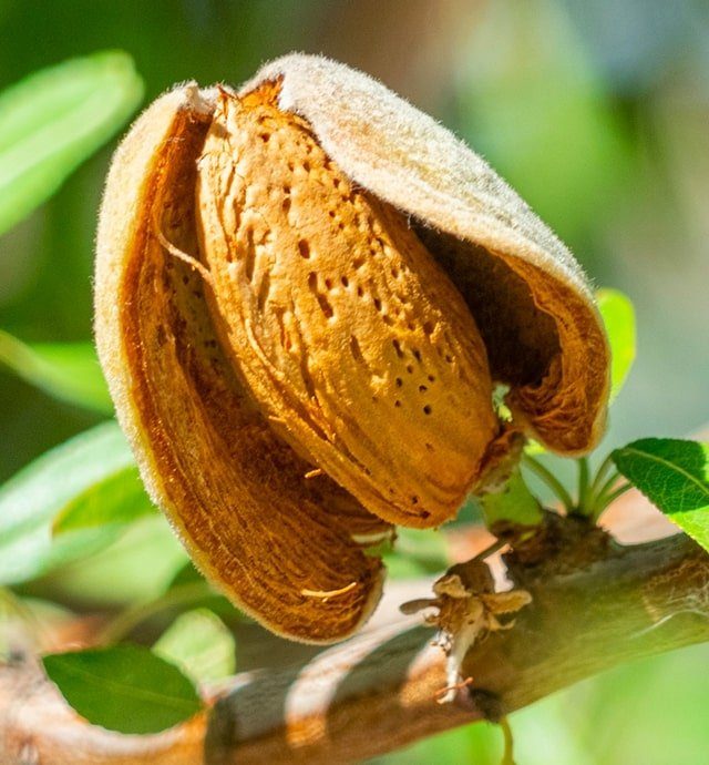 Tout savoir sur l’amande : Botanique, culture et production, histoire