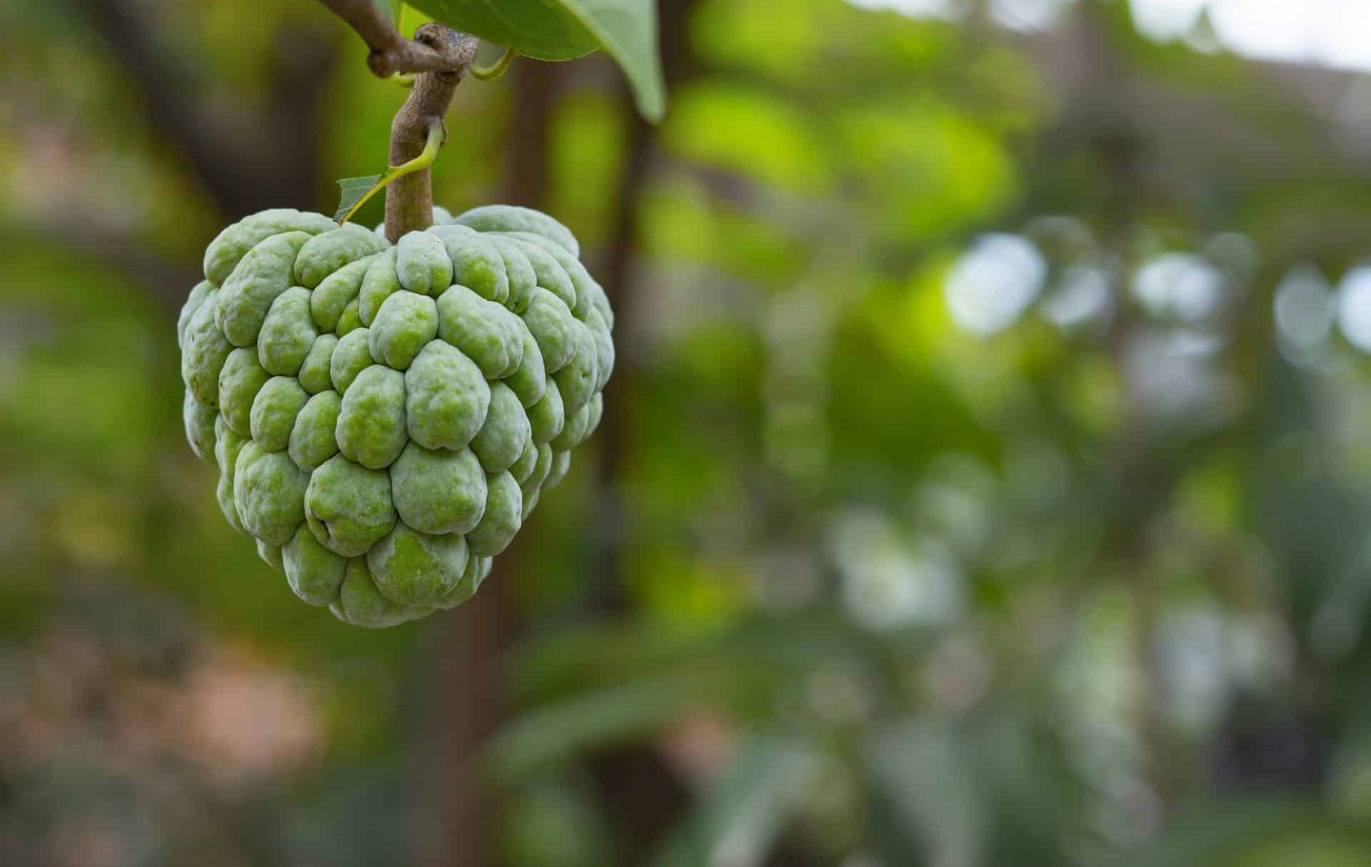 Choisir une anone : Signes de qualité extérieurs et d’origine