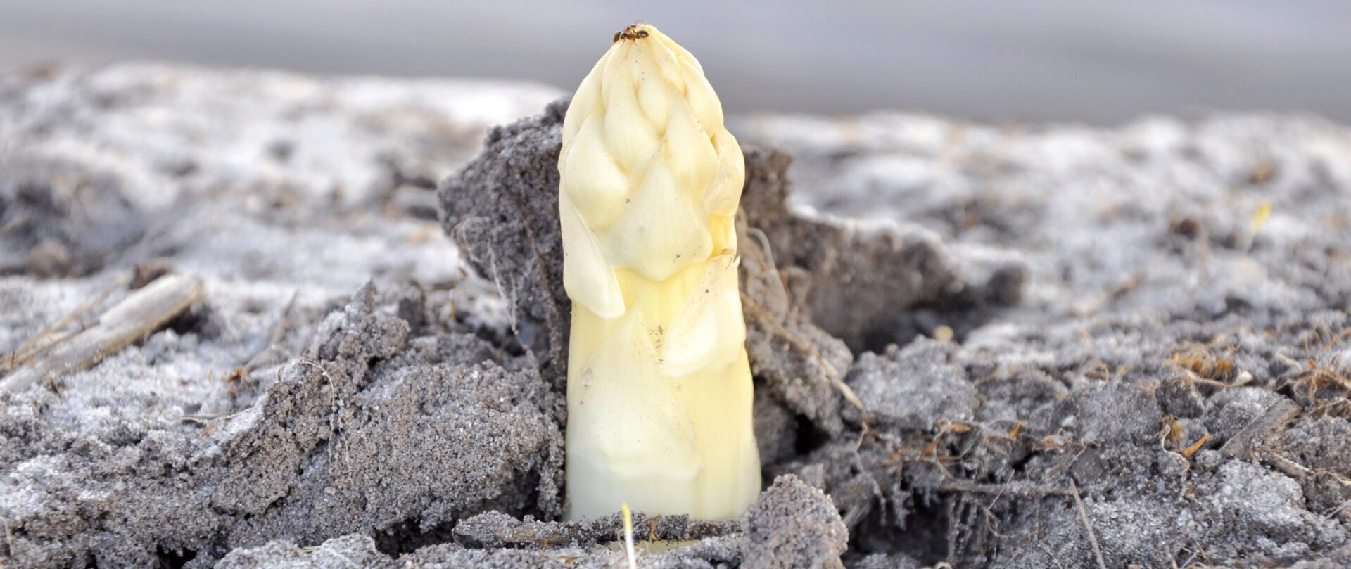 Bien cuisiner l’asperge : Préparation, cuisson, assortiments et ...