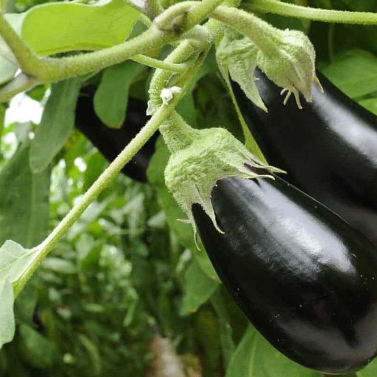 Légumes parfaits pour une bonne soupe