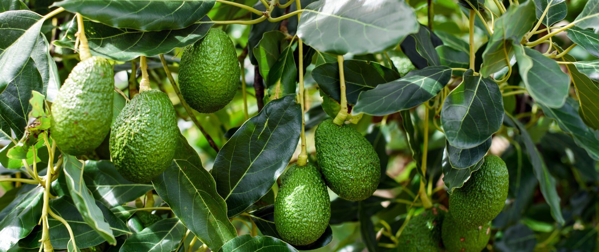 Avocat : Choisir, conserver, signes de qualité et d’origine - Interfel ...