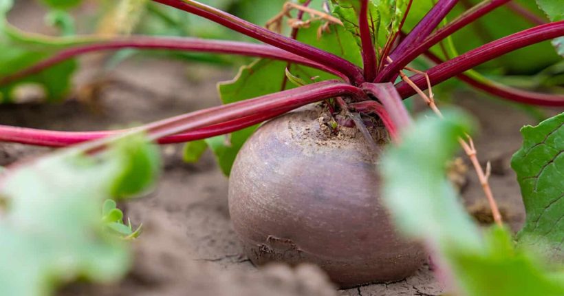 Découvrez La liste des fruits et légumes par ordre alphabétique