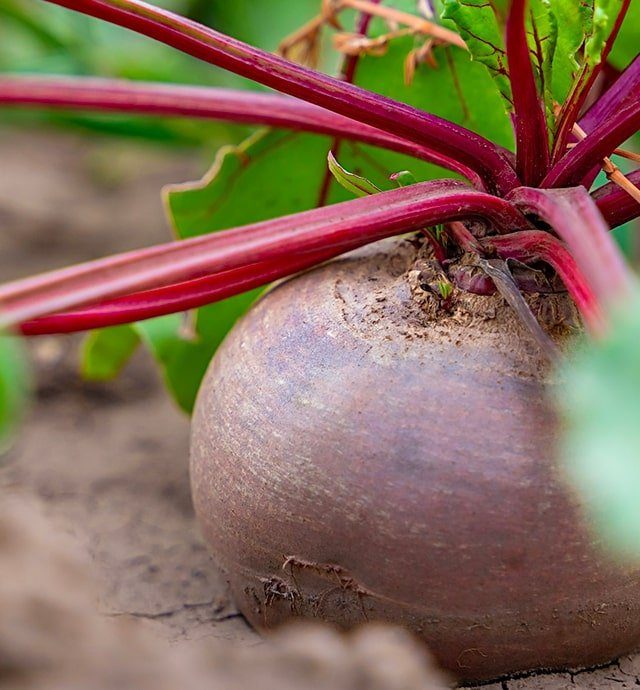 Betterave : Présentation, disponibilité, conservation