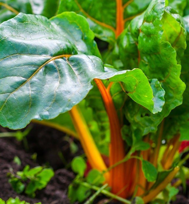 Choisir les blettes : Signes de qualité extérieurs et d’origine