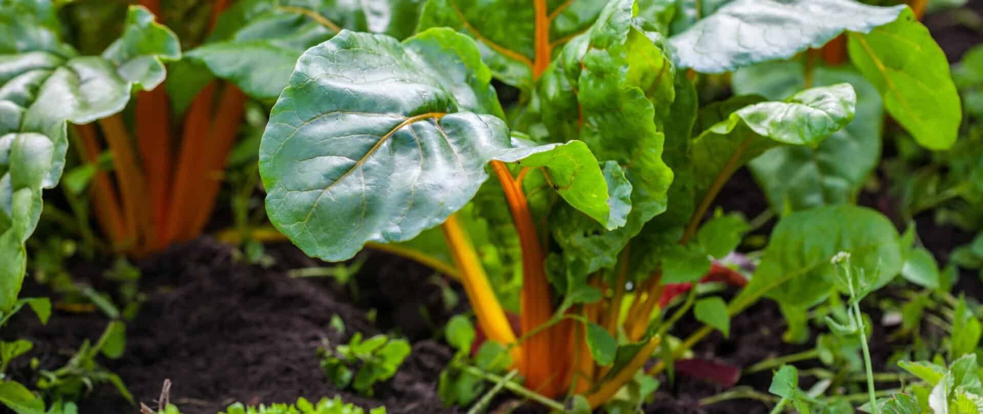 Bien cuisiner les blettes : Préparation, cuisson, assortiments et ...