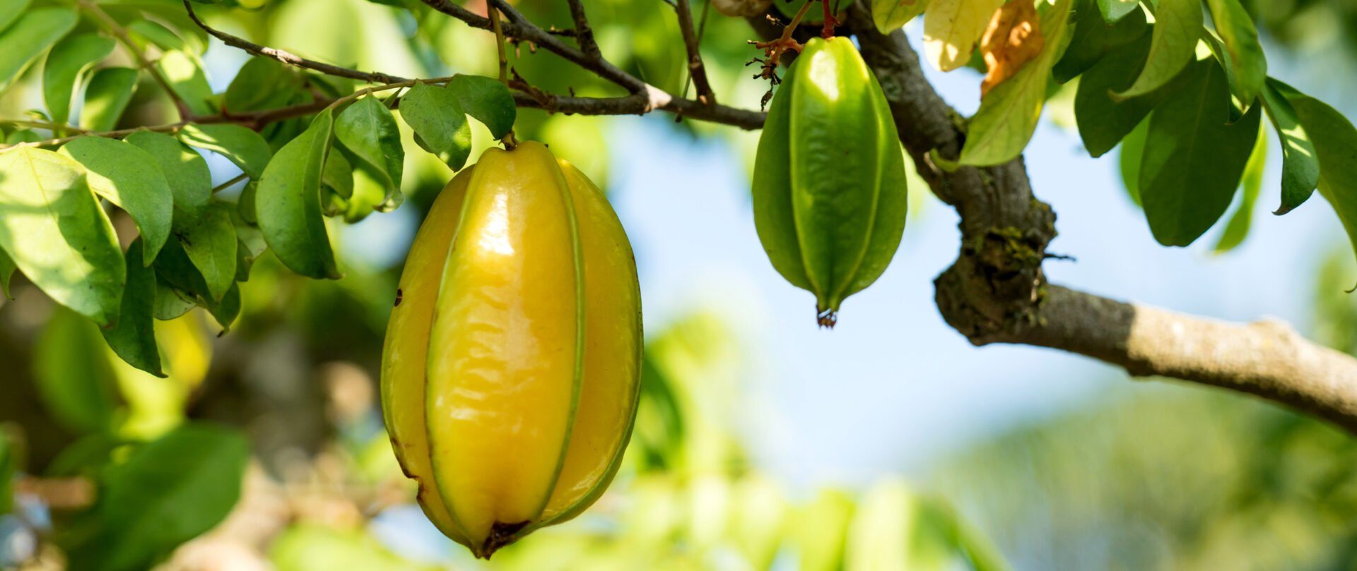 Carambole : Présentation, disponibilité, conservation