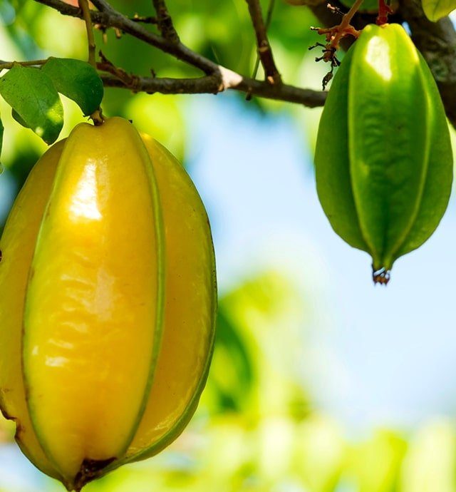 Carambole : Choisir, conserver, signes de qualité et d’origine ...