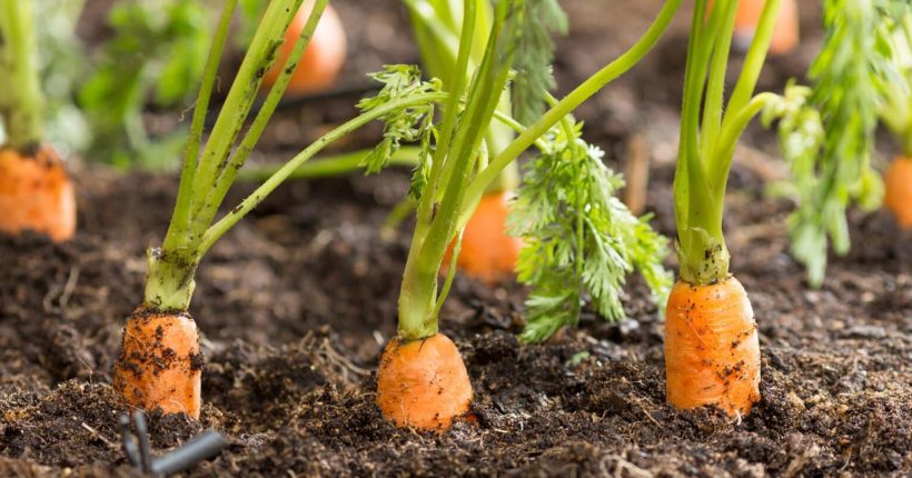 Découvrez La liste des fruits et légumes par ordre alphabétique