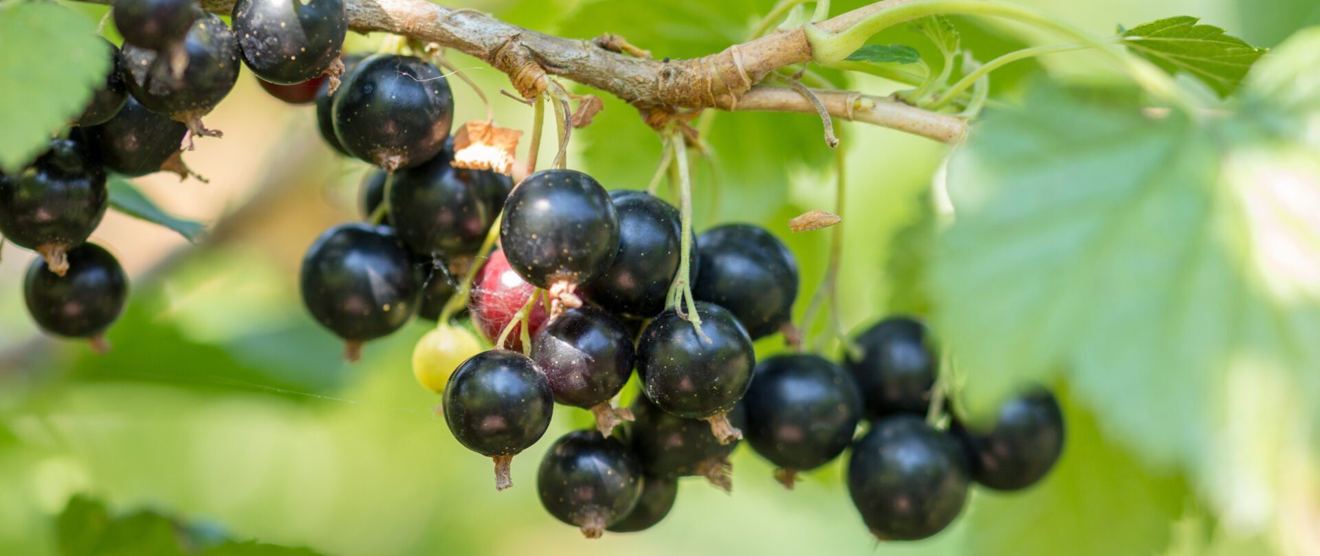 Cassis : Présentation, disponibilité, conservation