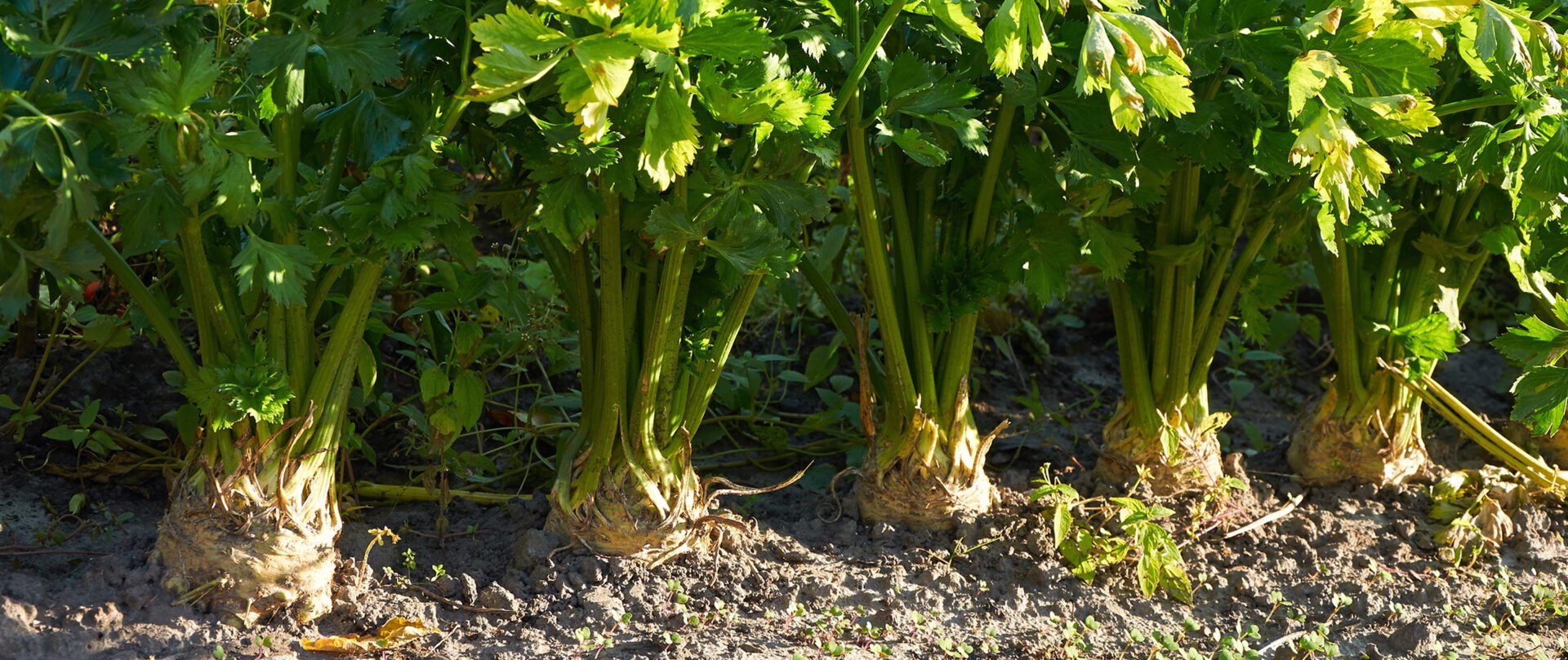 Céleri-rave : Préparer, cuire, associer, cuisiner - Interfel - Les ...