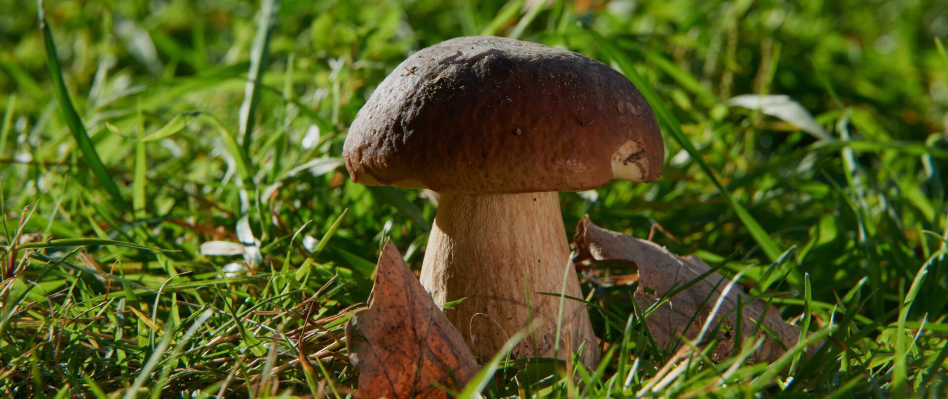 Cèpe : Choisir, conserver, signes de qualité et d’origine - Interfel ...