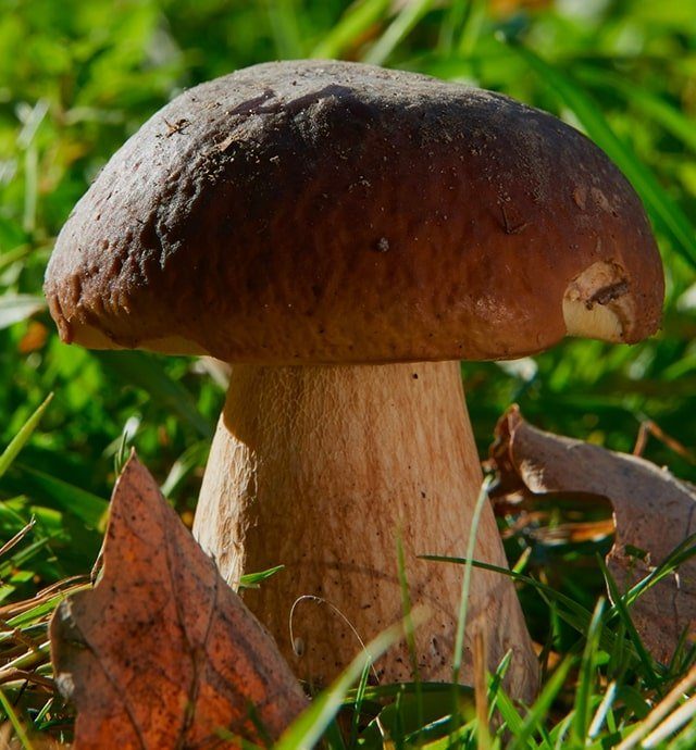 Cèpe : Présentation, production, consommation - Interfel - Les fruits ...