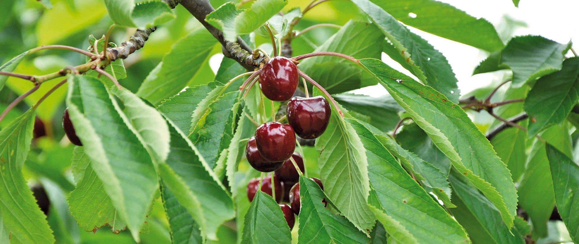 Cerise : Préparer, cuire, associer, cuisiner - Interfel - Les fruits et ...