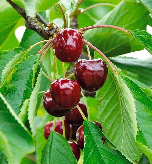 Cerise : Présentation, disponibilité, conservation