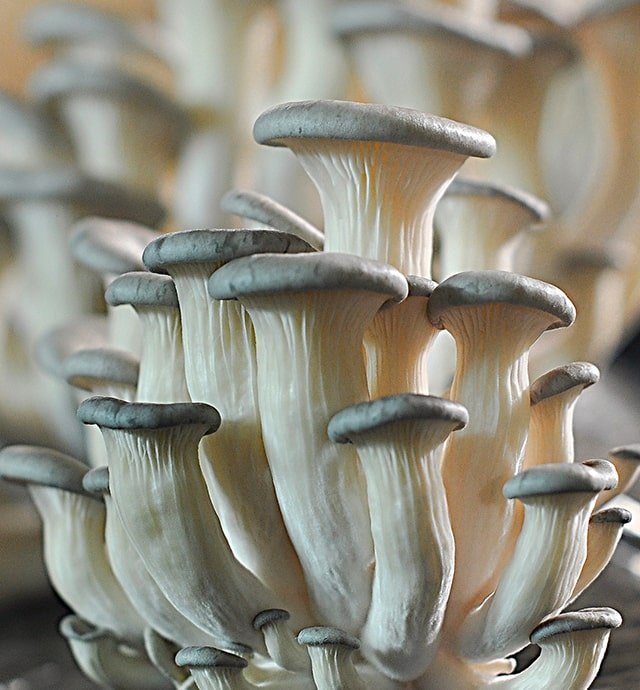 Champignons cultivés : Préparer, cuire, associer, cuisiner - Interfel ...