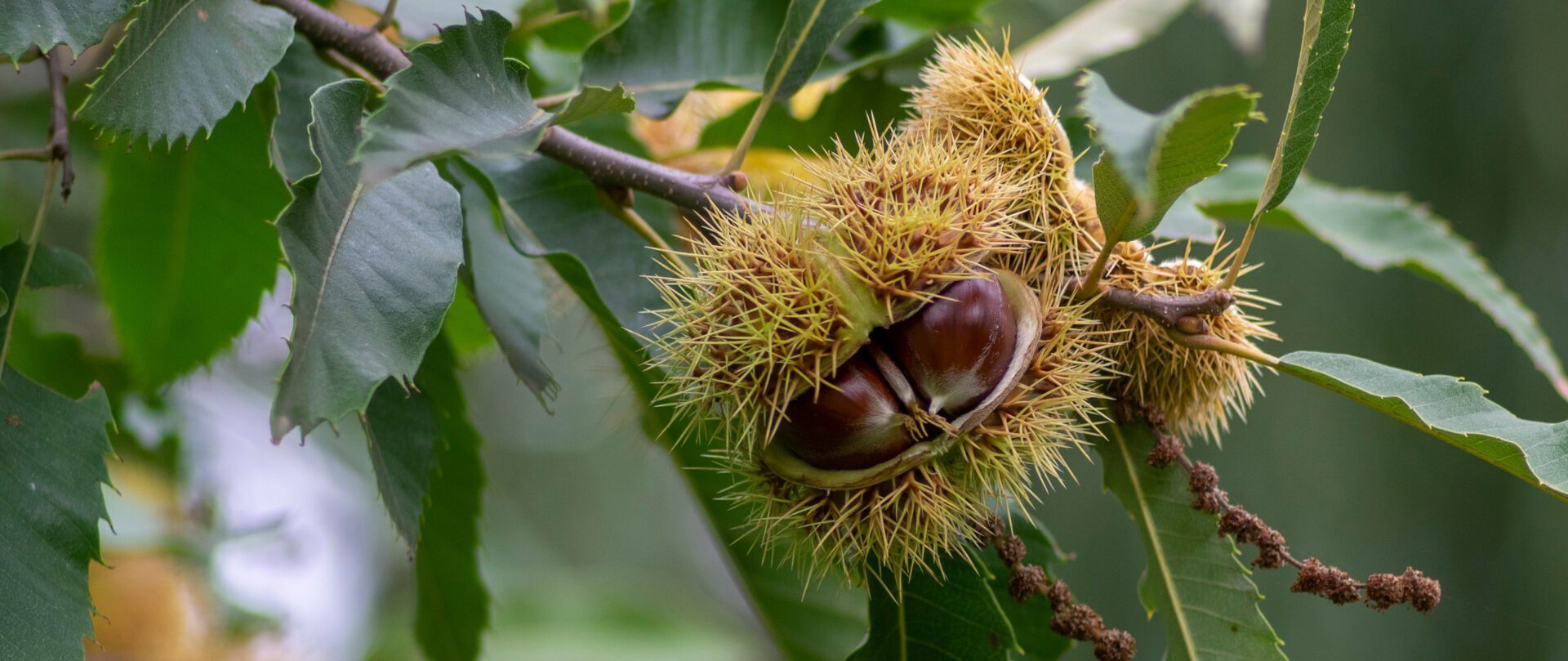 Choisir une châtaigne : Signes de qualité extérieurs et d’origine