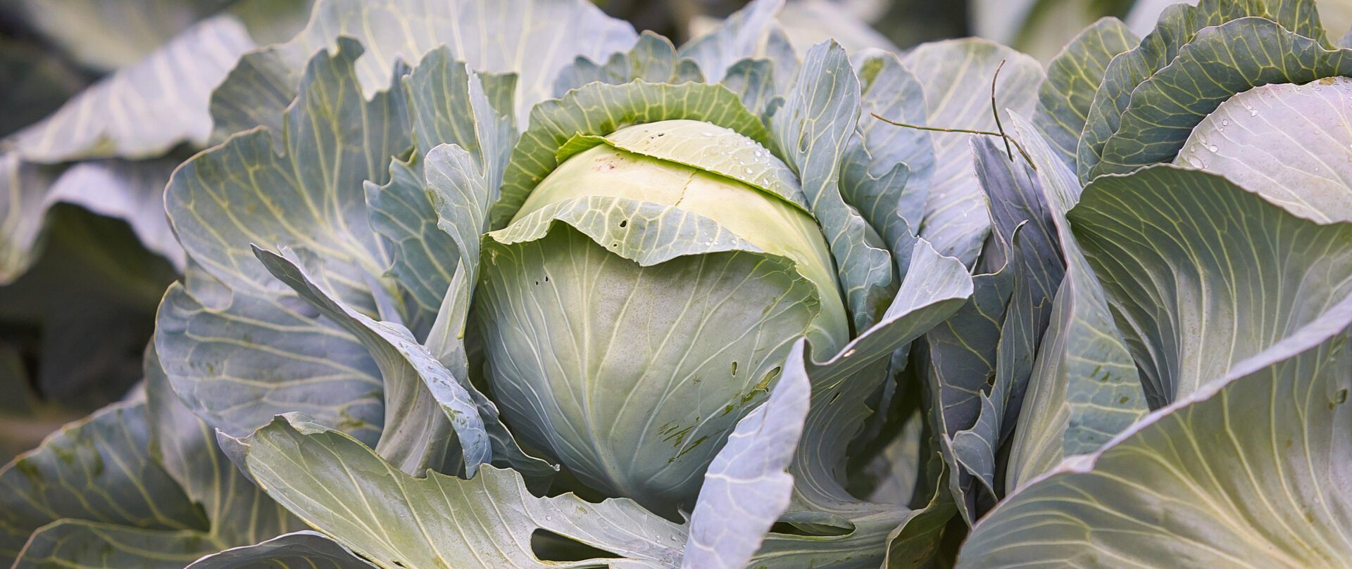 Bien cuisiner le chou pommé : Préparation, cuisson, assortiments et ...
