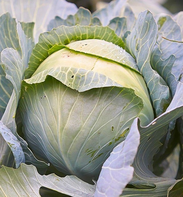 Bien cuisiner le chou pommé : Préparation, cuisson, assortiments et ...