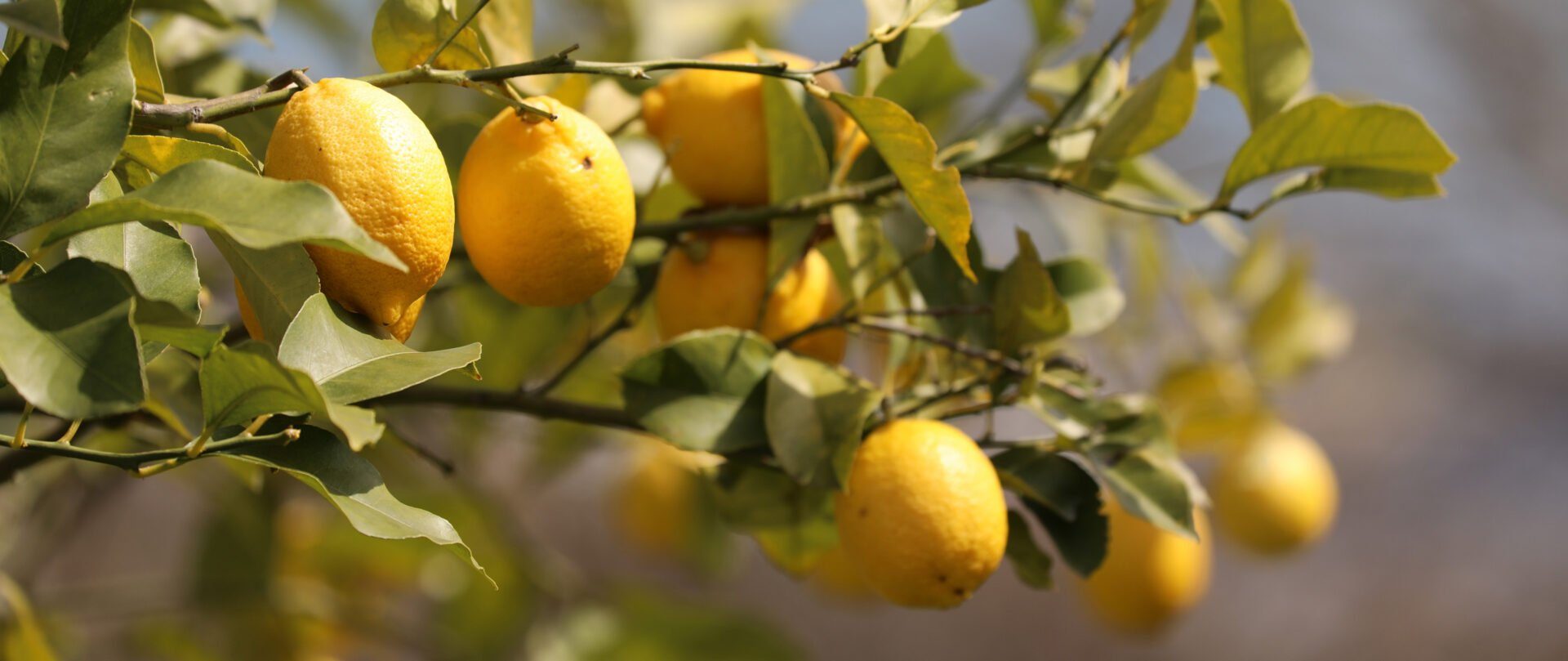 Tout savoir sur le citron : Botanique, culture et production, histoire