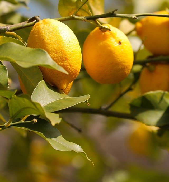 Le citron pour les enfants : Informations et recettes