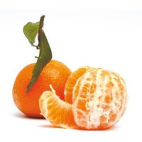 Tout savoir sur les Agrume