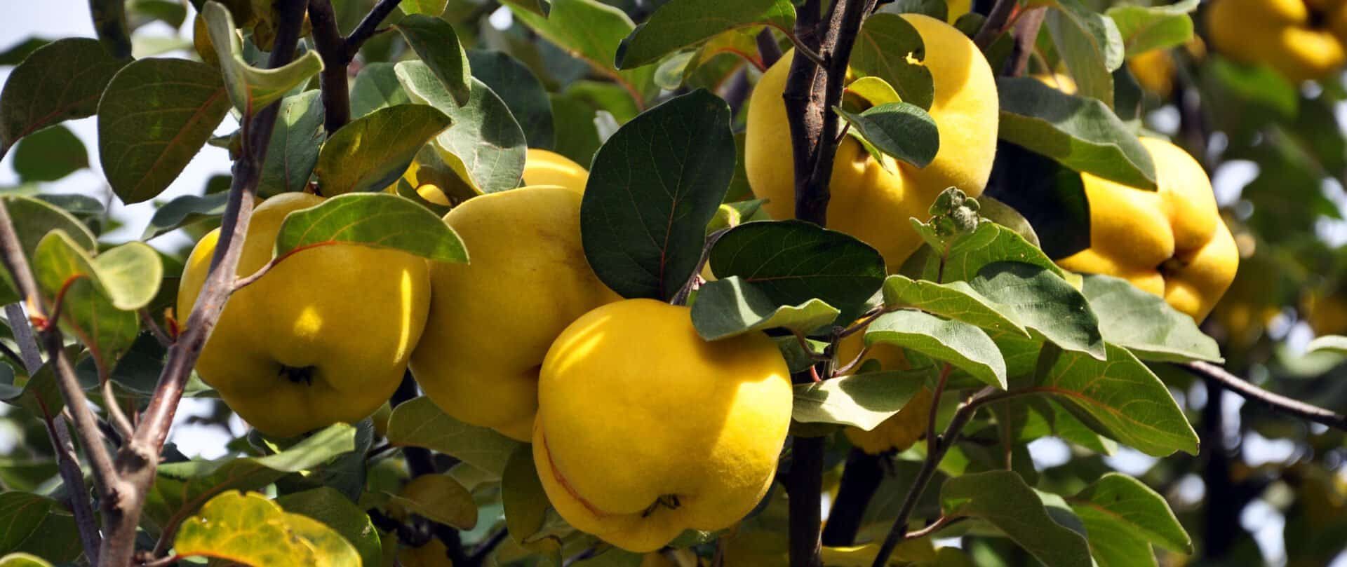 Choisir un coing : Signes de qualité extérieurs et d’origine