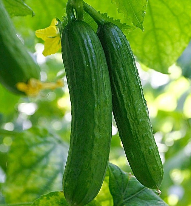 Concombre : Choisir, conserver, signes de qualité et d’origine ...