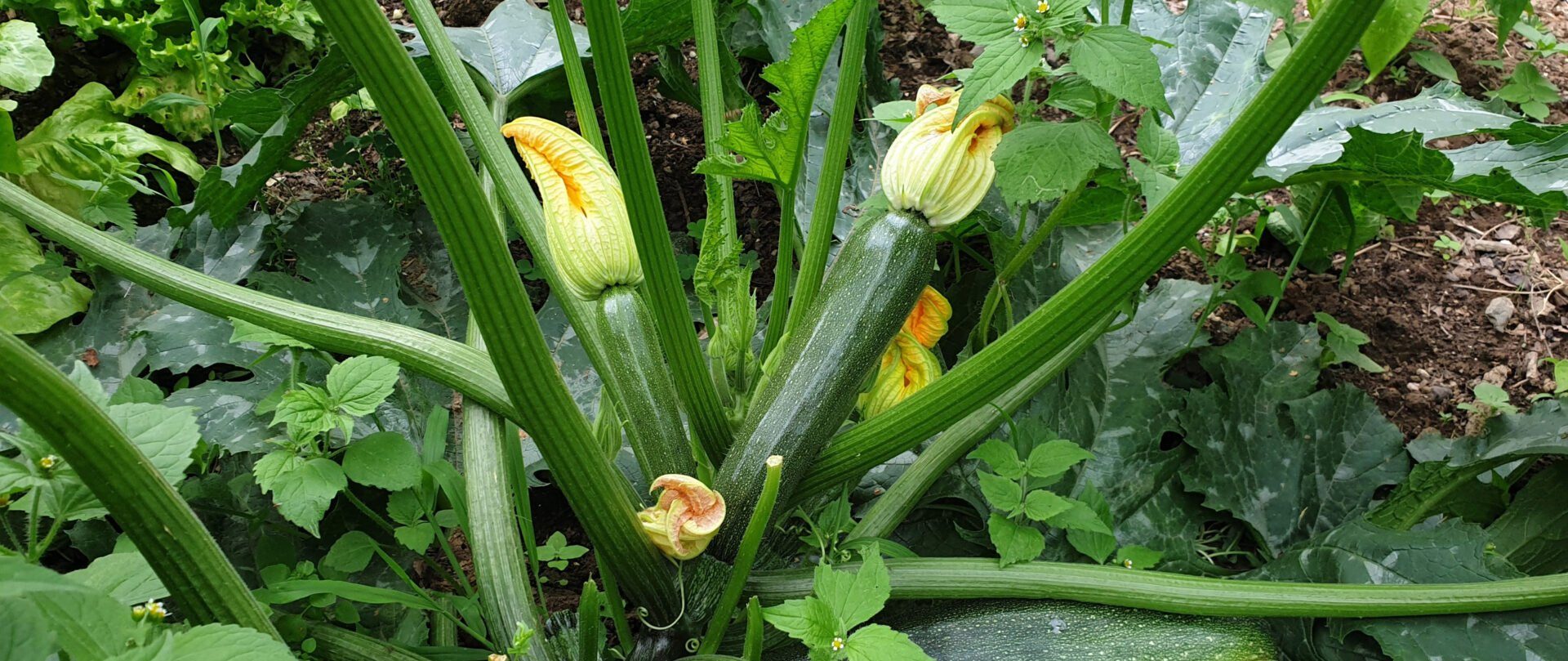 La courgette pour les enfants