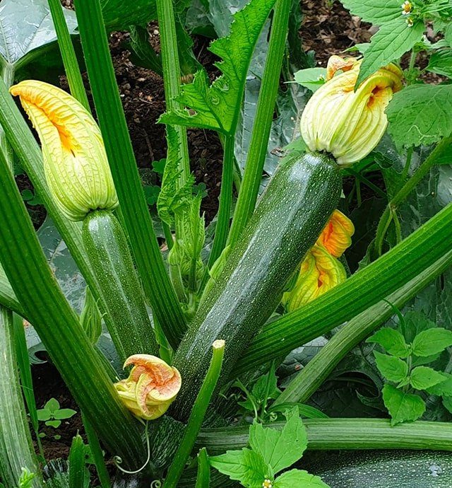 Courgette : Présentation, production, consommation - Interfel - Les ...
