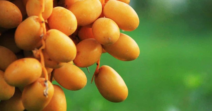 Découvrez La liste des fruits et légumes par ordre alphabétique