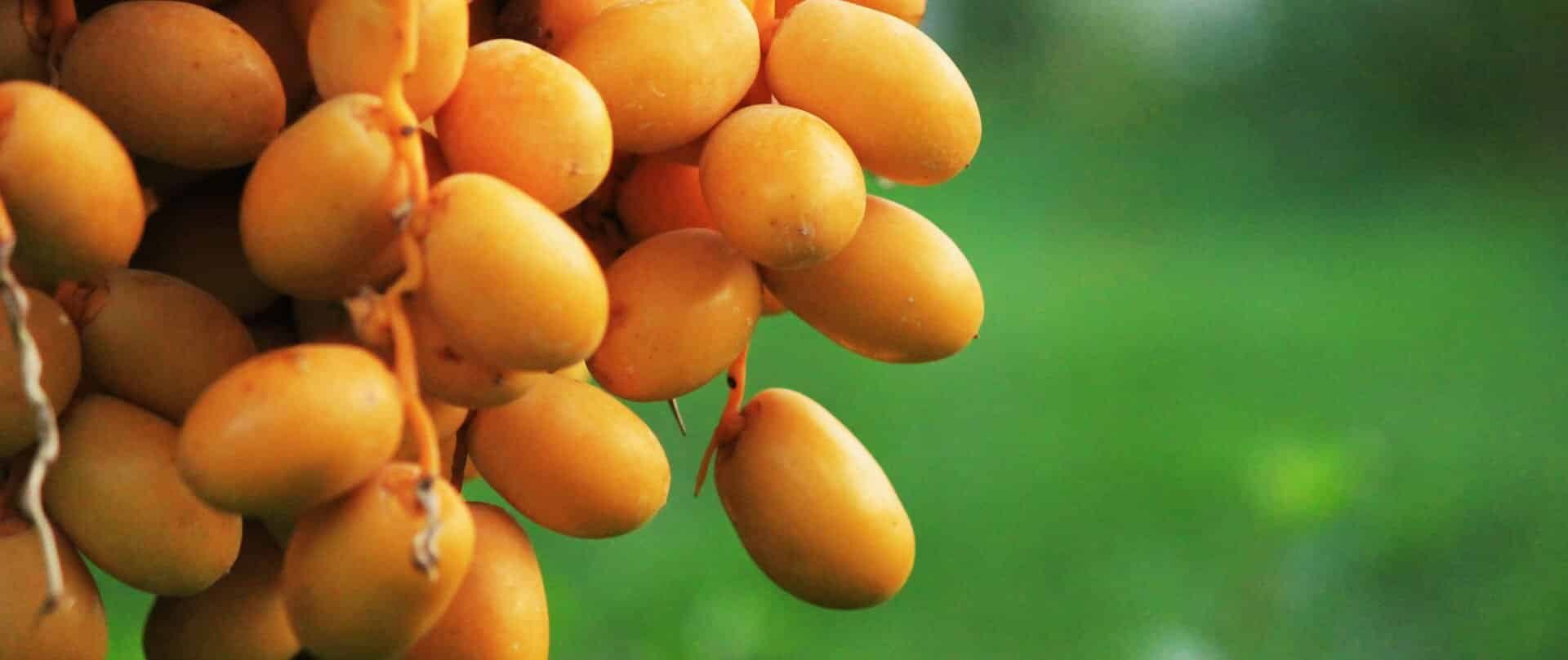 Datte : Présentation, disponibilité, conservation