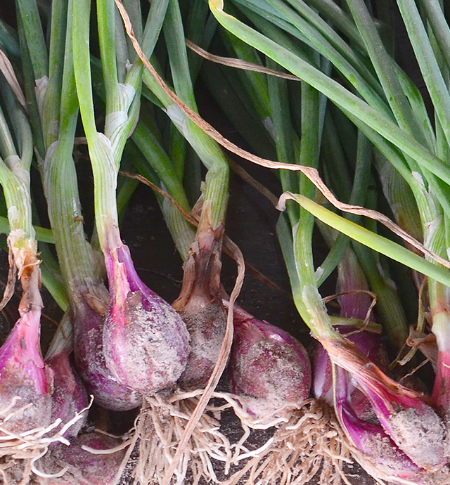 Bien cuisiner l’échalote : Préparation, cuisson, assortiments et ...