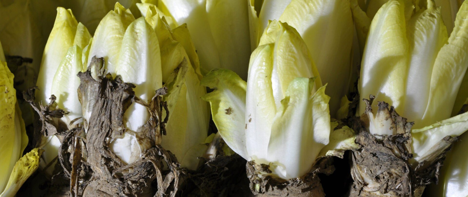 Endive : Préparer, cuire, associer, cuisiner - Interfel - Les fruits et ...