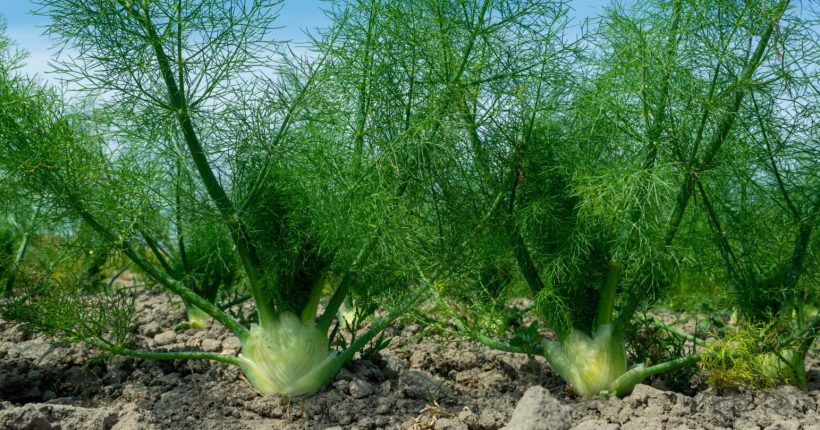 Découvrez La liste des fruits et légumes par ordre alphabétique