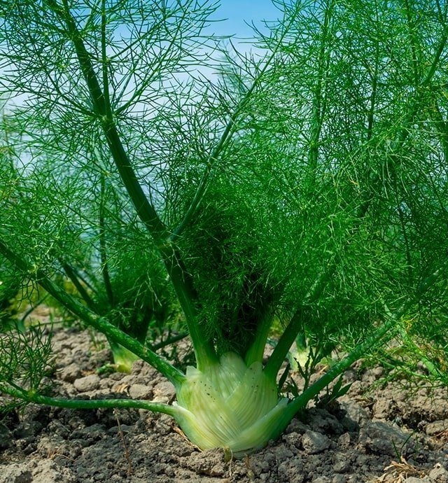 Fenouil : Choisir, conserver, signes de qualité et d’origine - Interfel ...