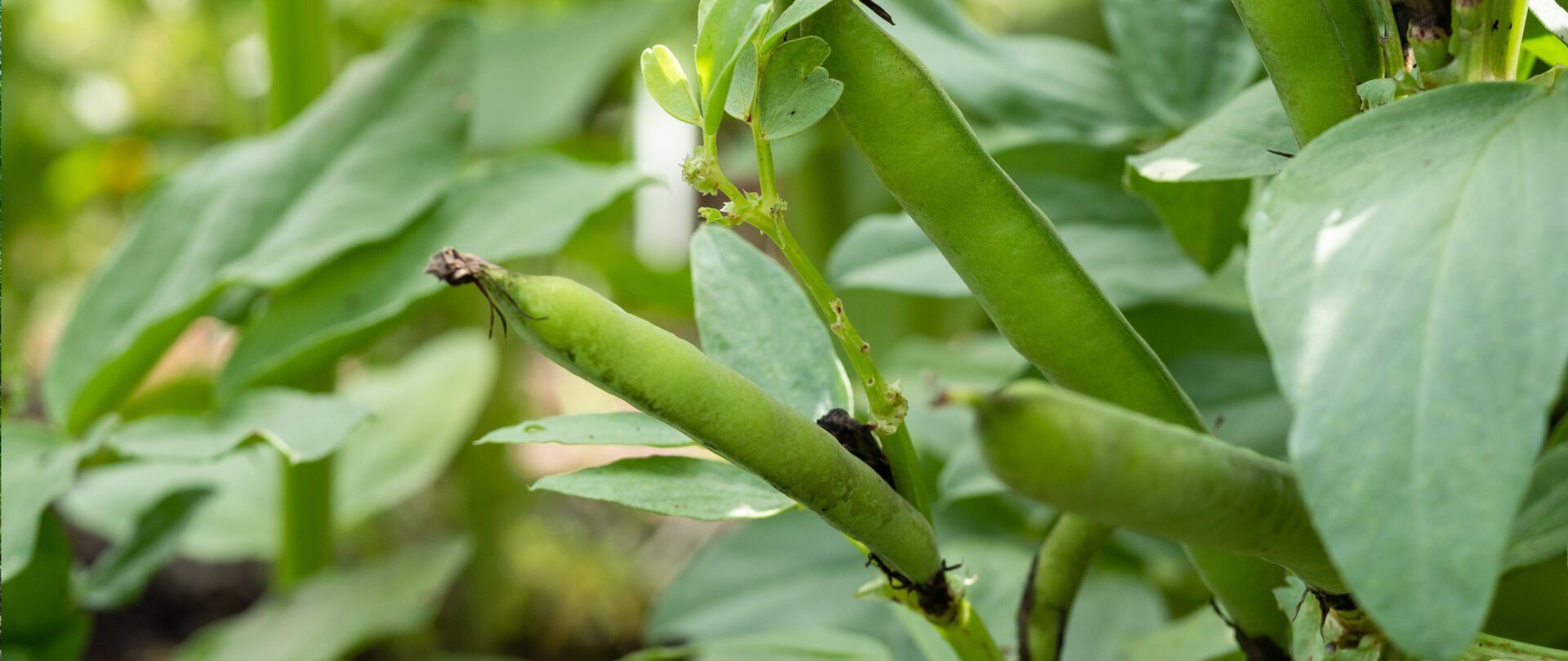 Fève : Présentation, disponibilité, conservation