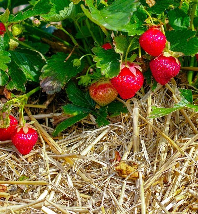 Bien cuisiner une fraise : Préparation, cuisson, assortiments et ...