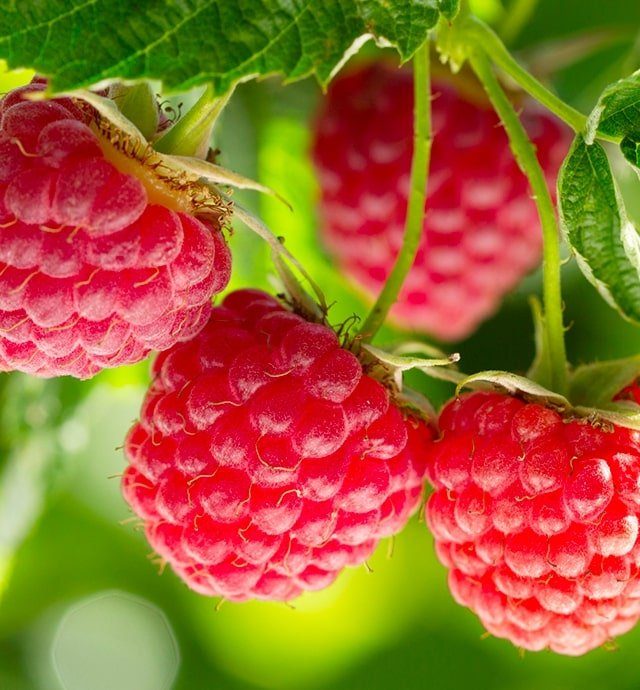 Framboise : Présentation, disponibilité, conservation