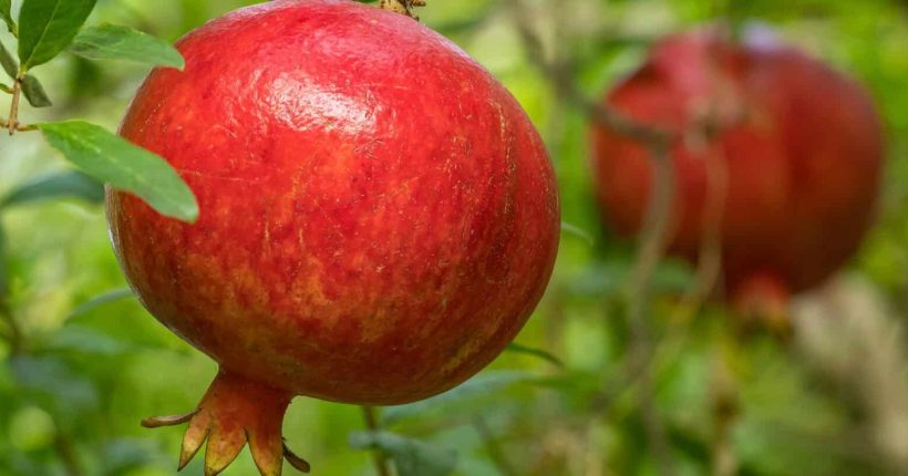 Découvrez La liste des fruits et légumes par ordre alphabétique