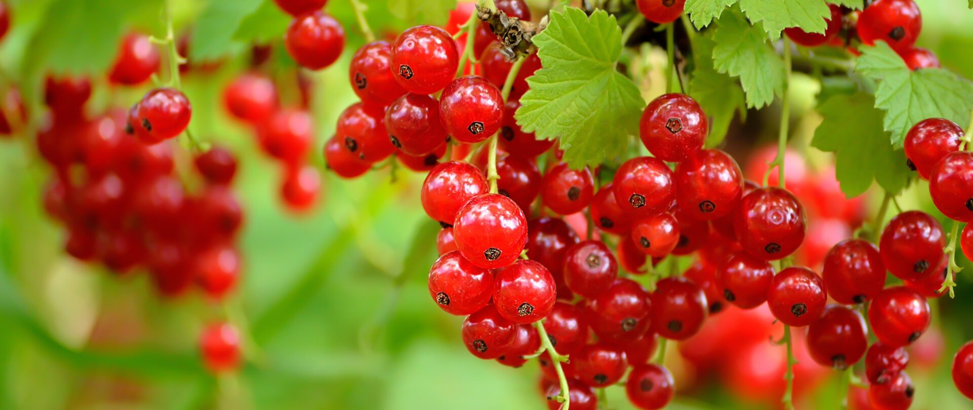 Groseille : Production, culture, botanique - Interfel - Les fruits et ...