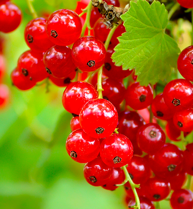 Groseille : Présentation, disponibilité, conservation