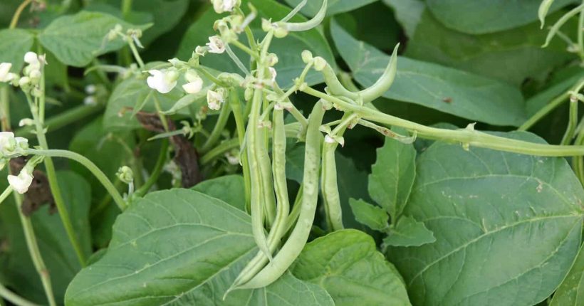 Découvrez La liste des fruits et légumes par ordre alphabétique