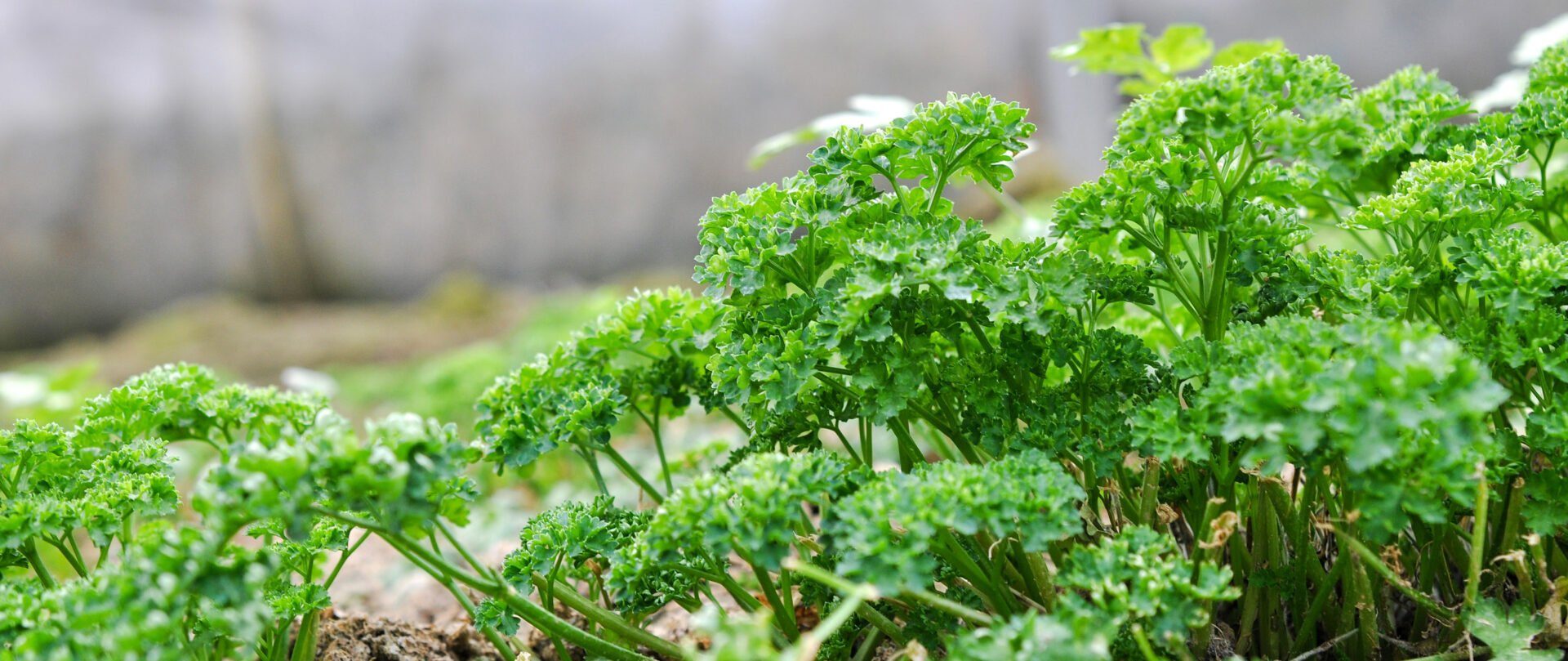 Persil : Présentation, disponibilité, conservation