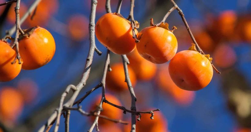 Découvrez La liste des fruits et légumes par ordre alphabétique