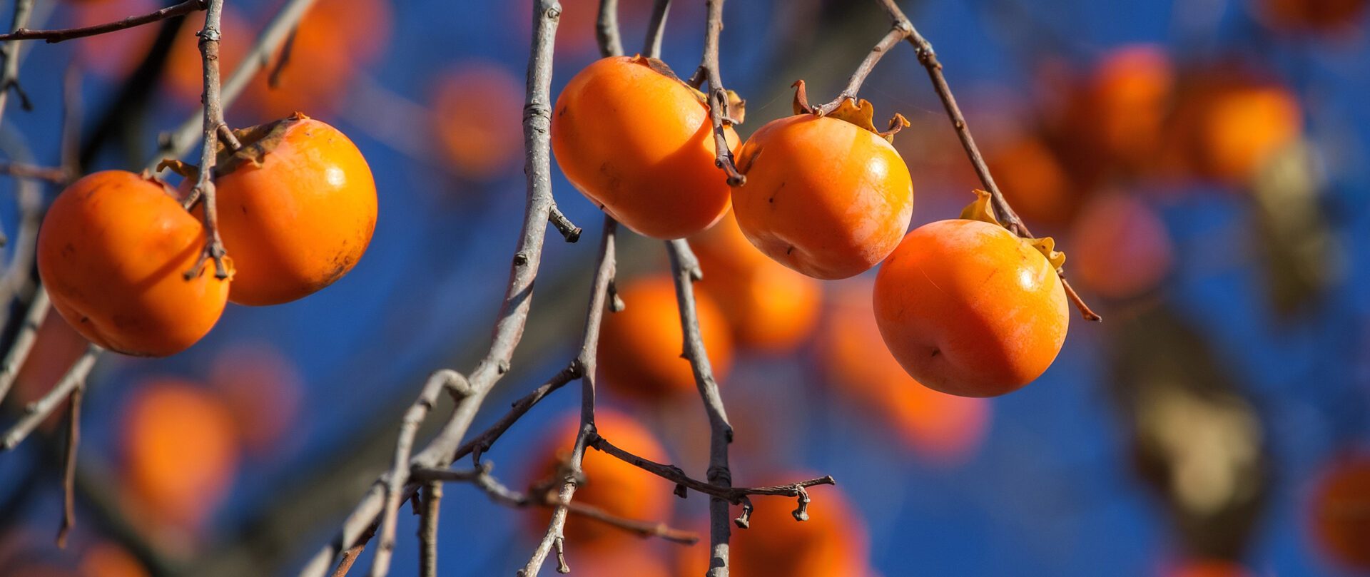 Kaki : Présentation, production, consommation - Interfel - Les fruits ...