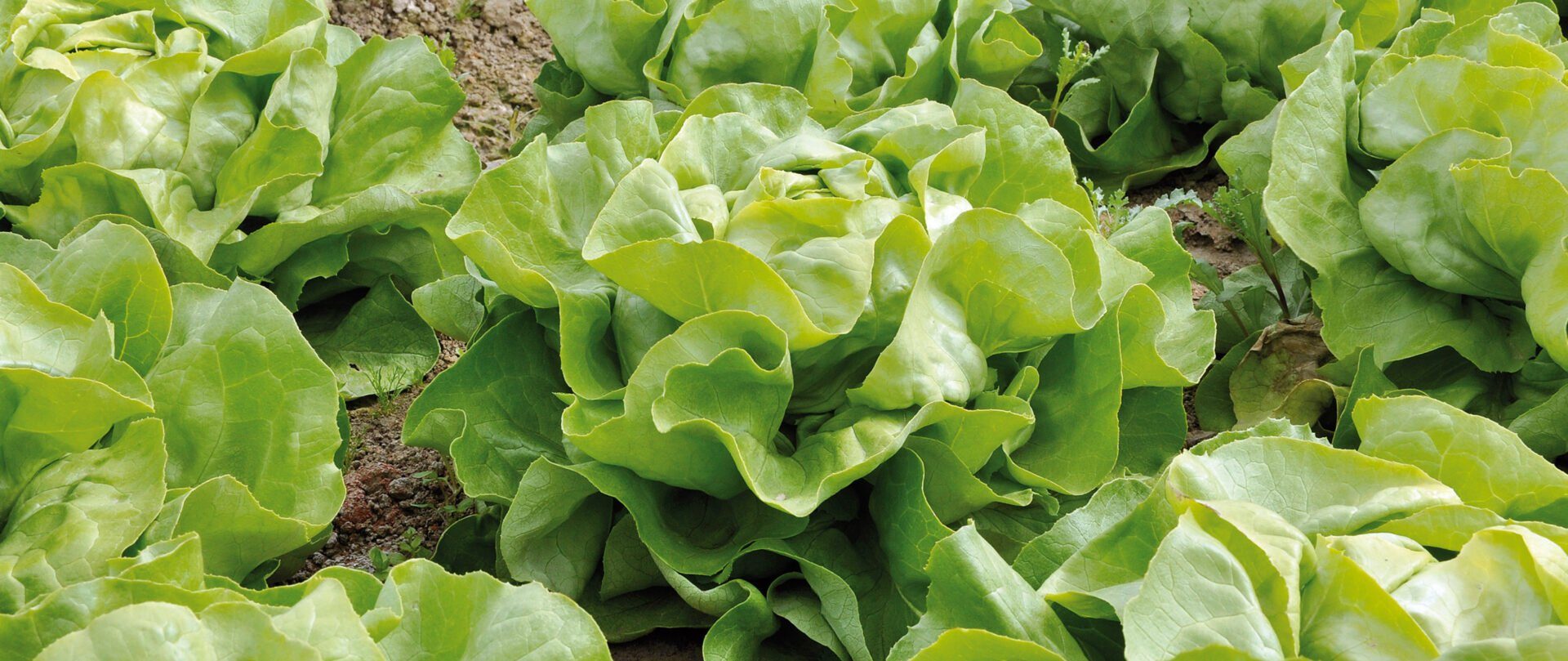 Laitue : Présentation, disponibilité, conservation