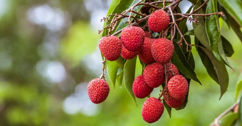Découvrez La liste des fruits et légumes par ordre alphabétique