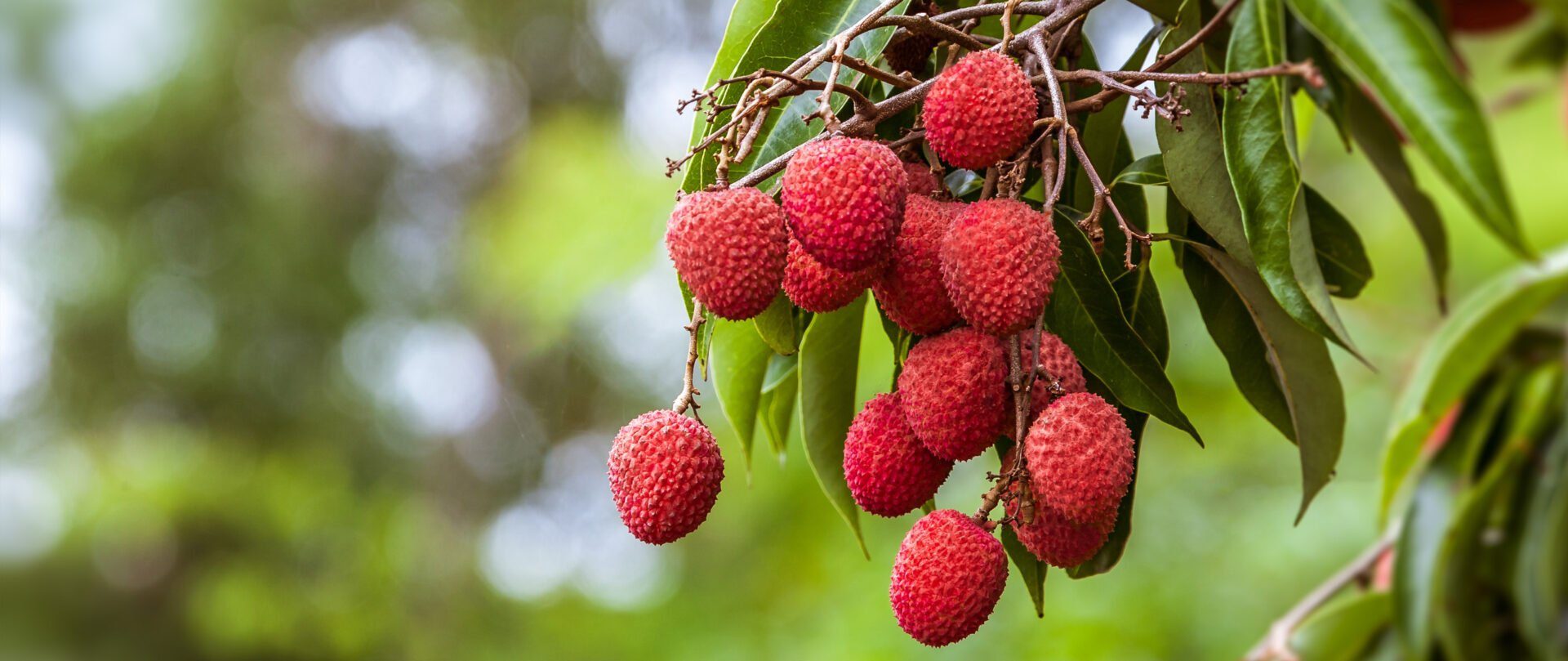 Litchi : Présentation, production, consommation - Interfel - Les fruits ...
